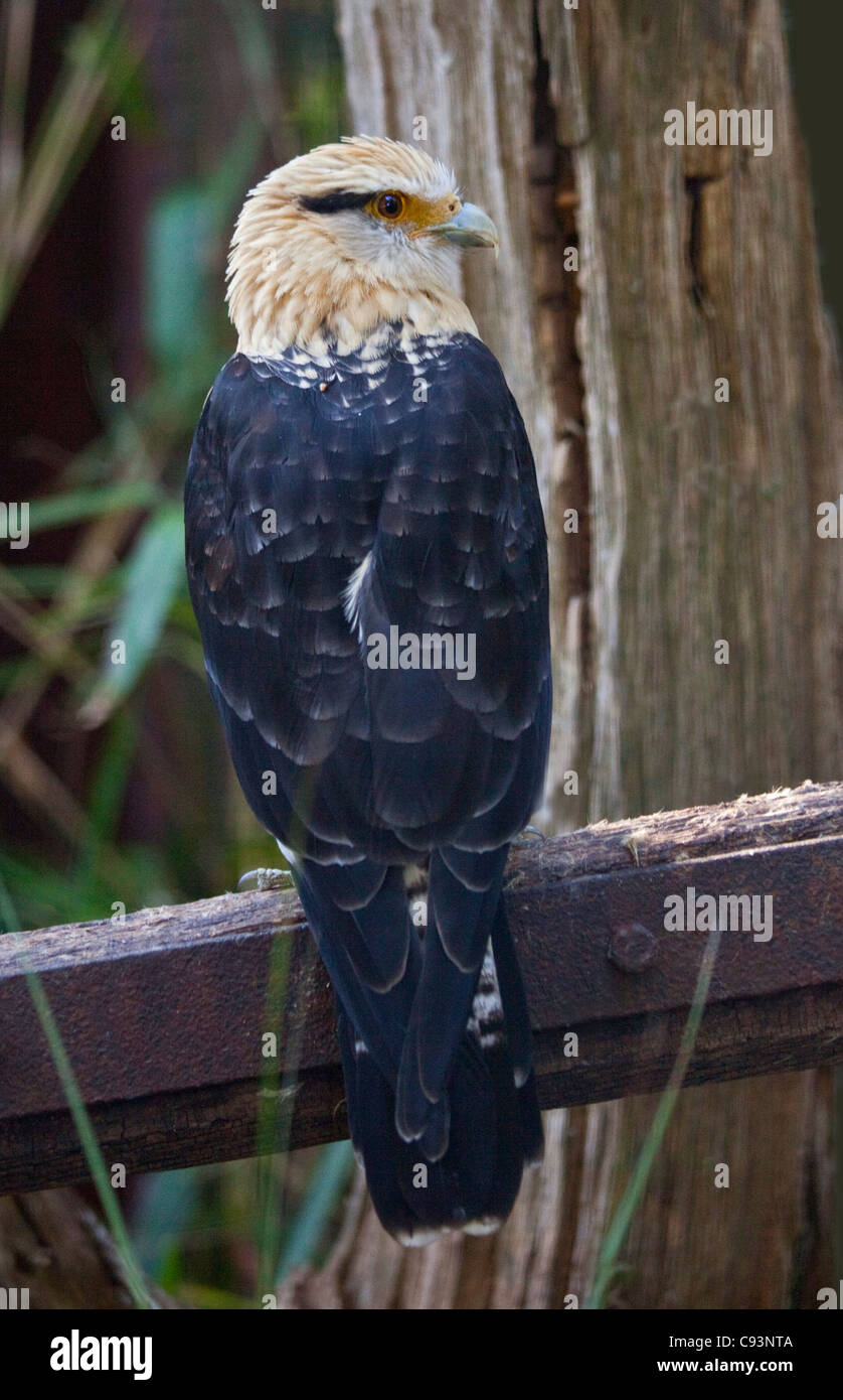Yellow Headed Caracara (milvago chimachima Stock Photo - Alamy