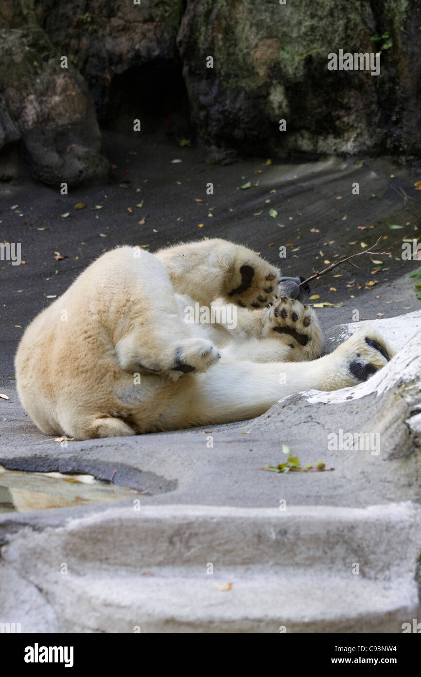 A Polar Bear chilling out on his rock Ursus maritimus Stock Photo - Alamy