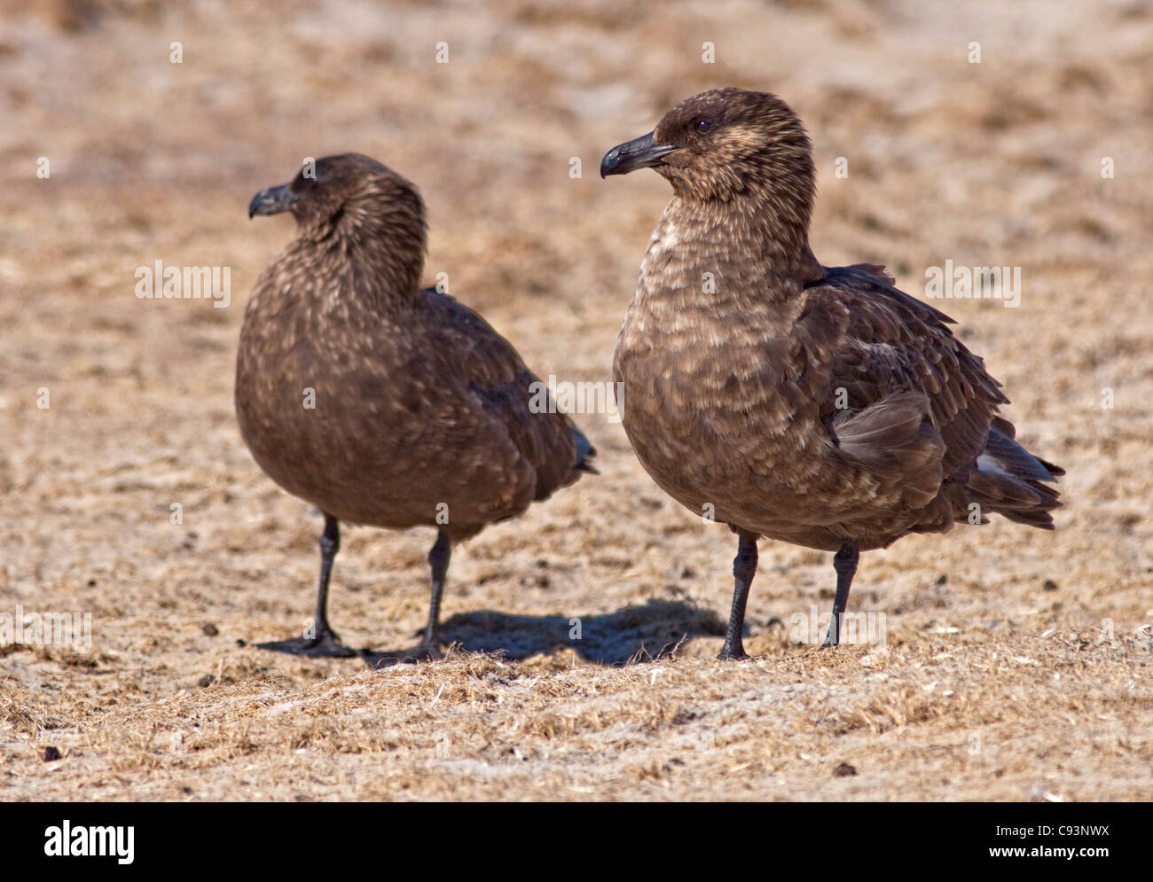 Brown Subantarctic Skuas (stercoraius antarcticus lonnbergi), Saunders Island, Falklands Stock ...