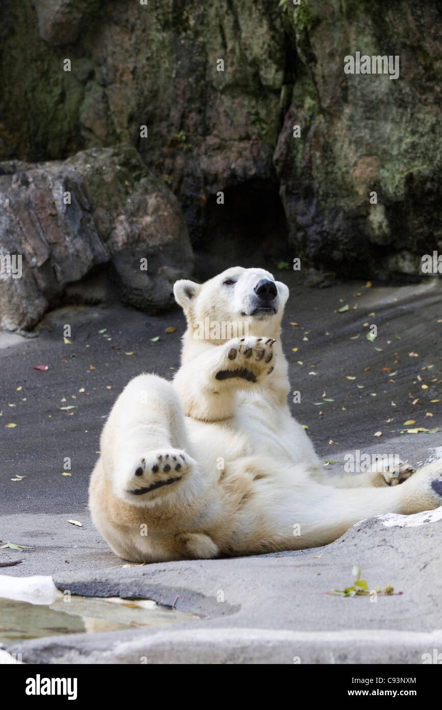 A Polar Bear chilling out on his rock Ursus maritimus Stock Photo - Alamy