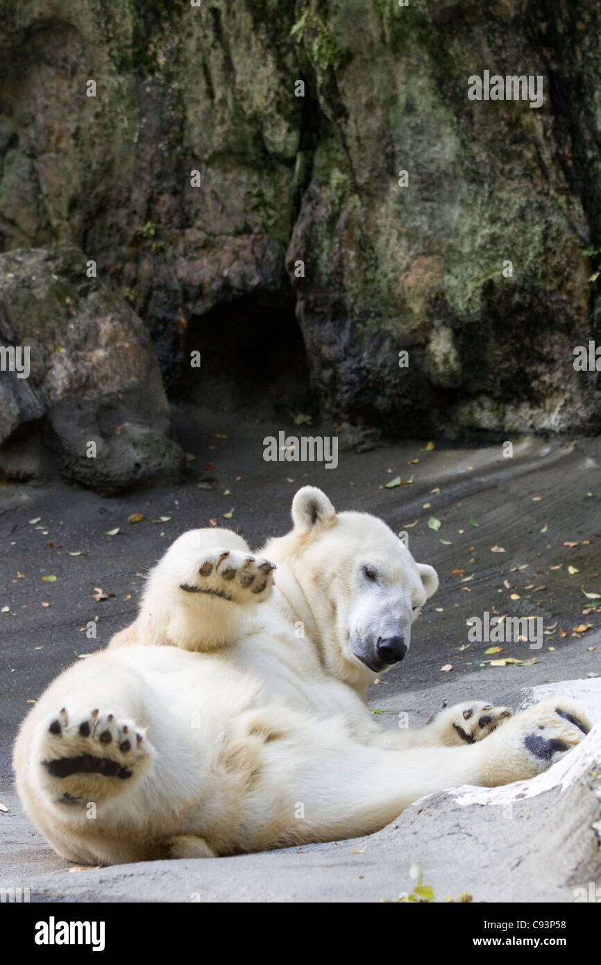 A Polar Bear chilling out on his rock Ursus maritimus Stock Photo - Alamy