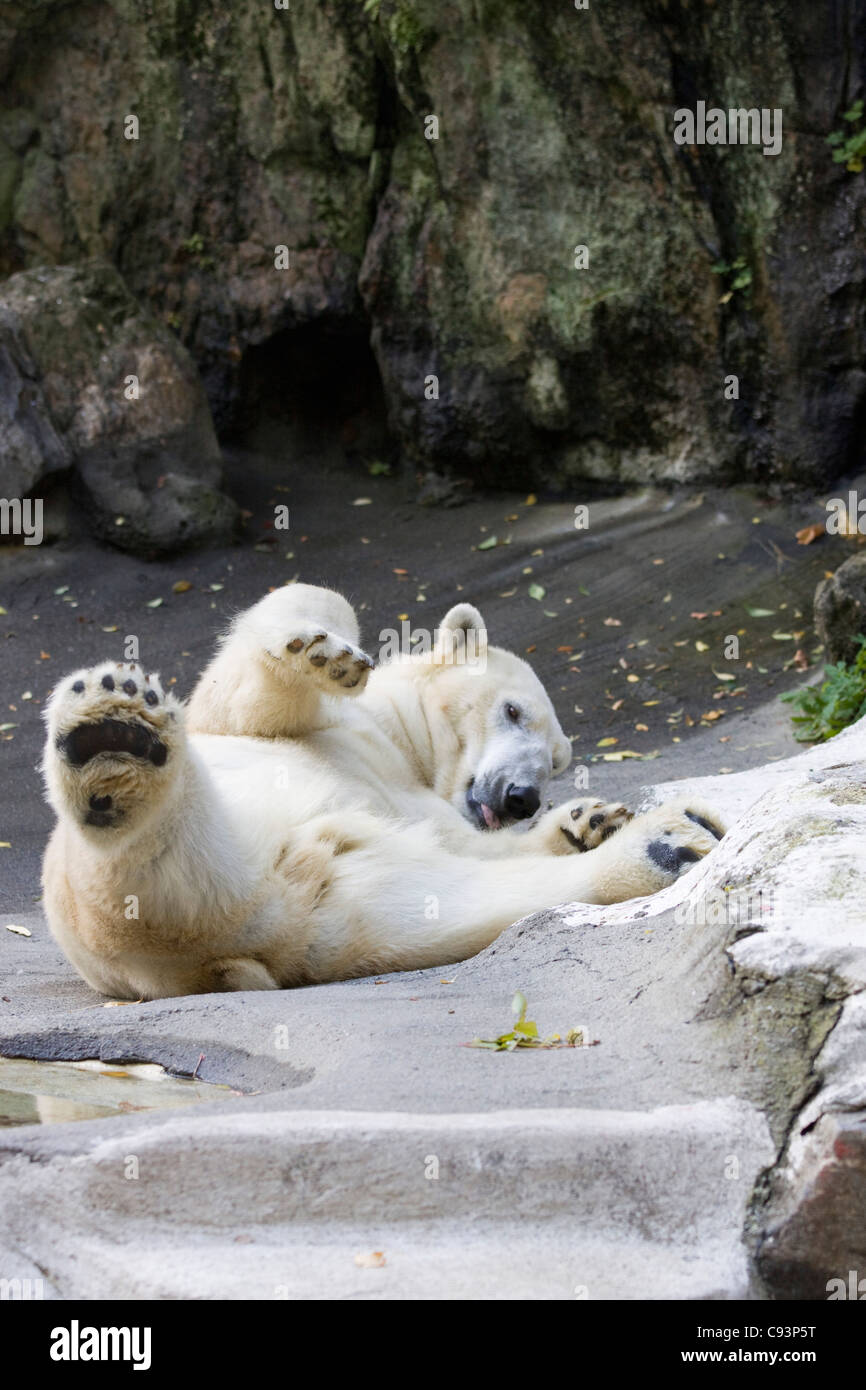 A Polar Bear chilling out on his rock Ursus maritimus Stock Photo - Alamy