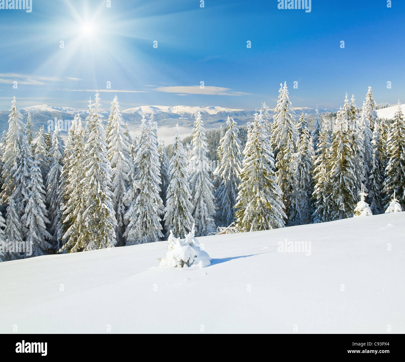 winter calm mountain landscape with rime and snow covered spruce trees ...