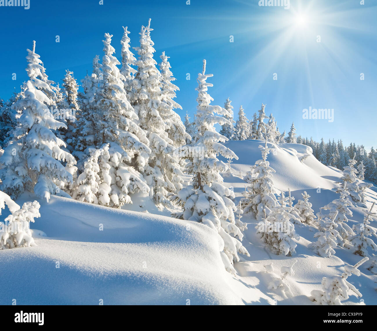 winter calm mountain landscape with beautiful fir trees on slope and ...