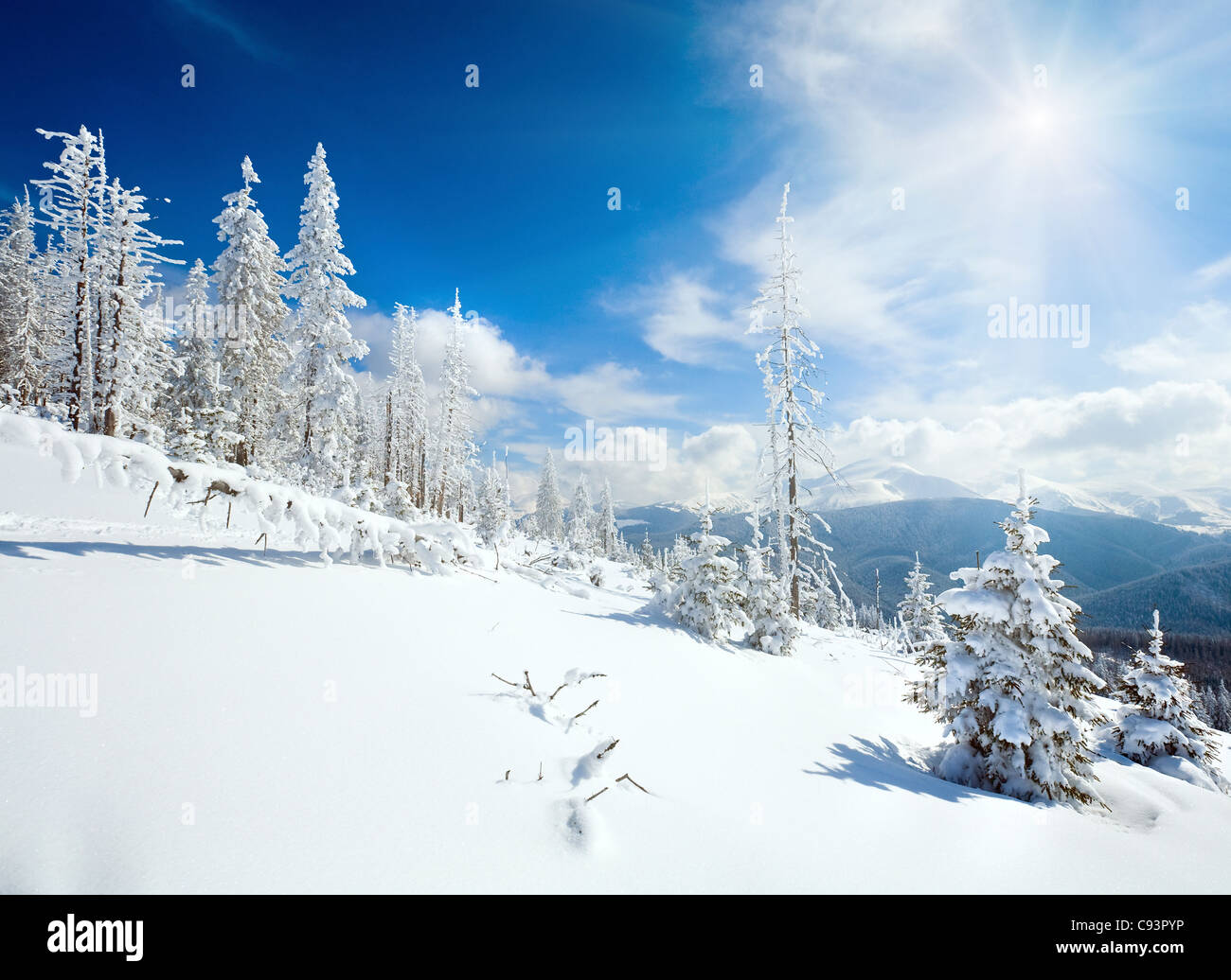 winter rime and snow covered fir trees on mountainside (Carpathian ...