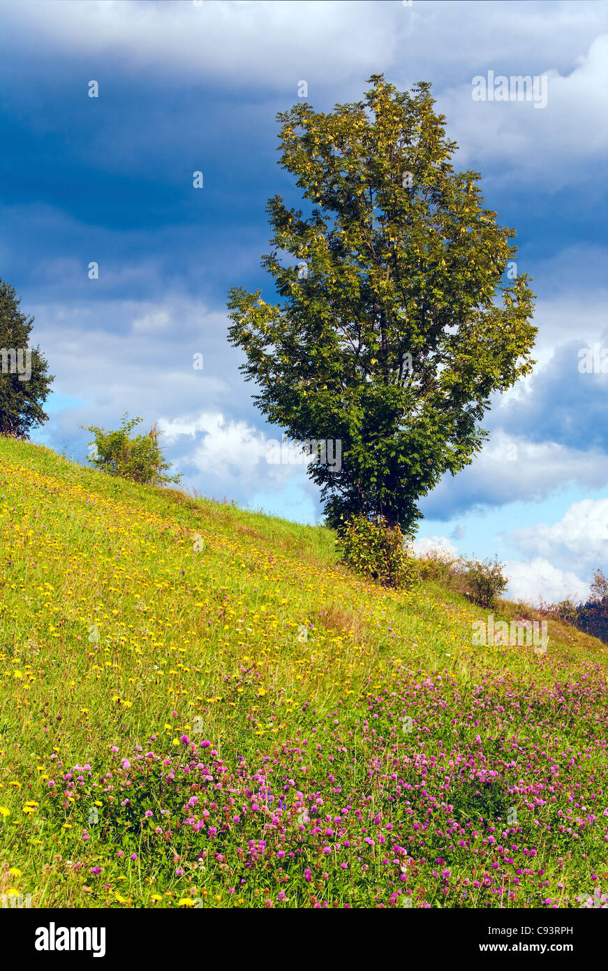 Clover tree hi-res stock photography and images - Alamy