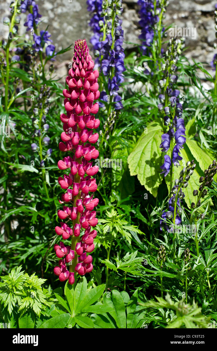 Red Lupin flower Stock Photo - Alamy