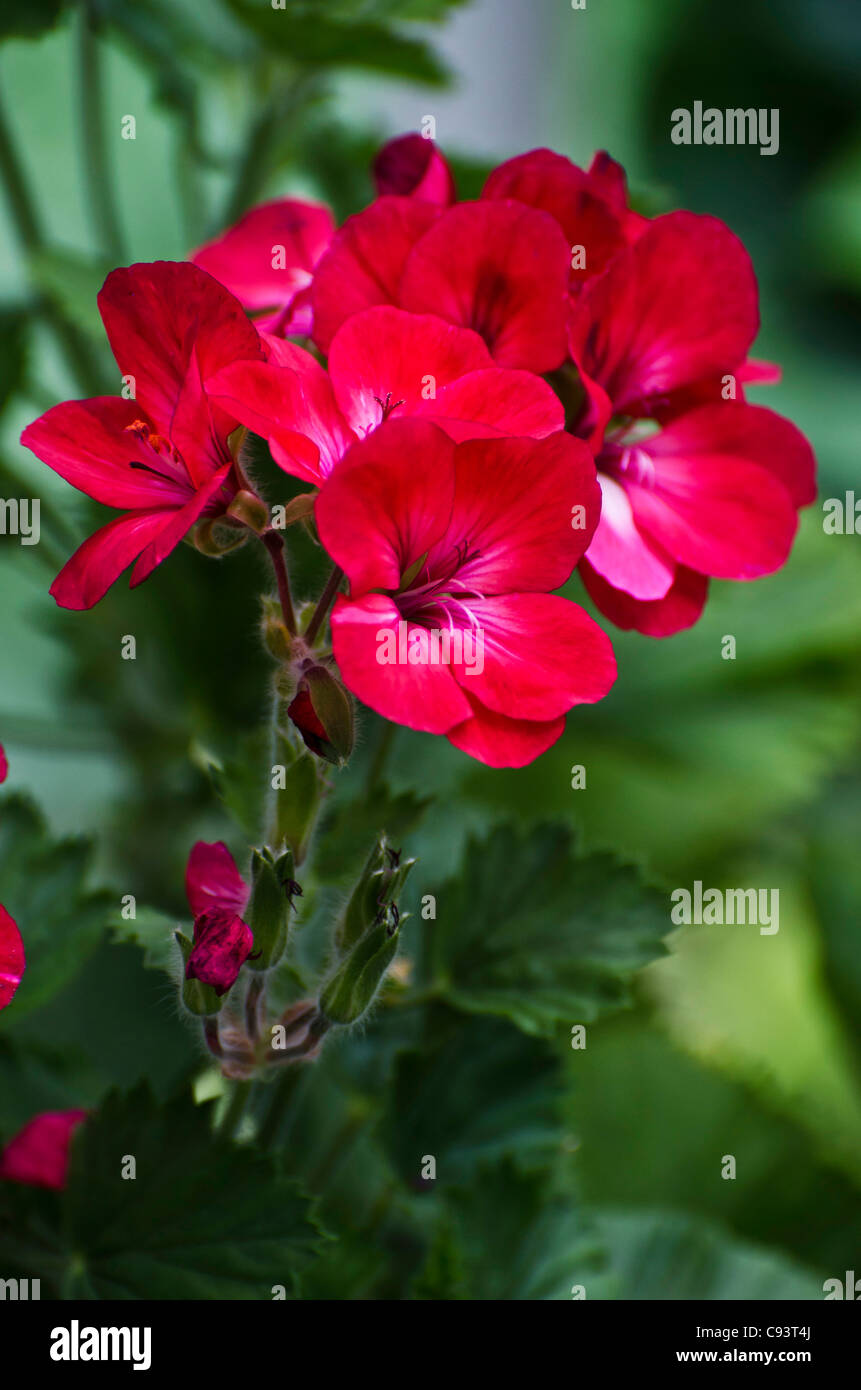 Red Pelargonium flowers Stock Photo - Alamy