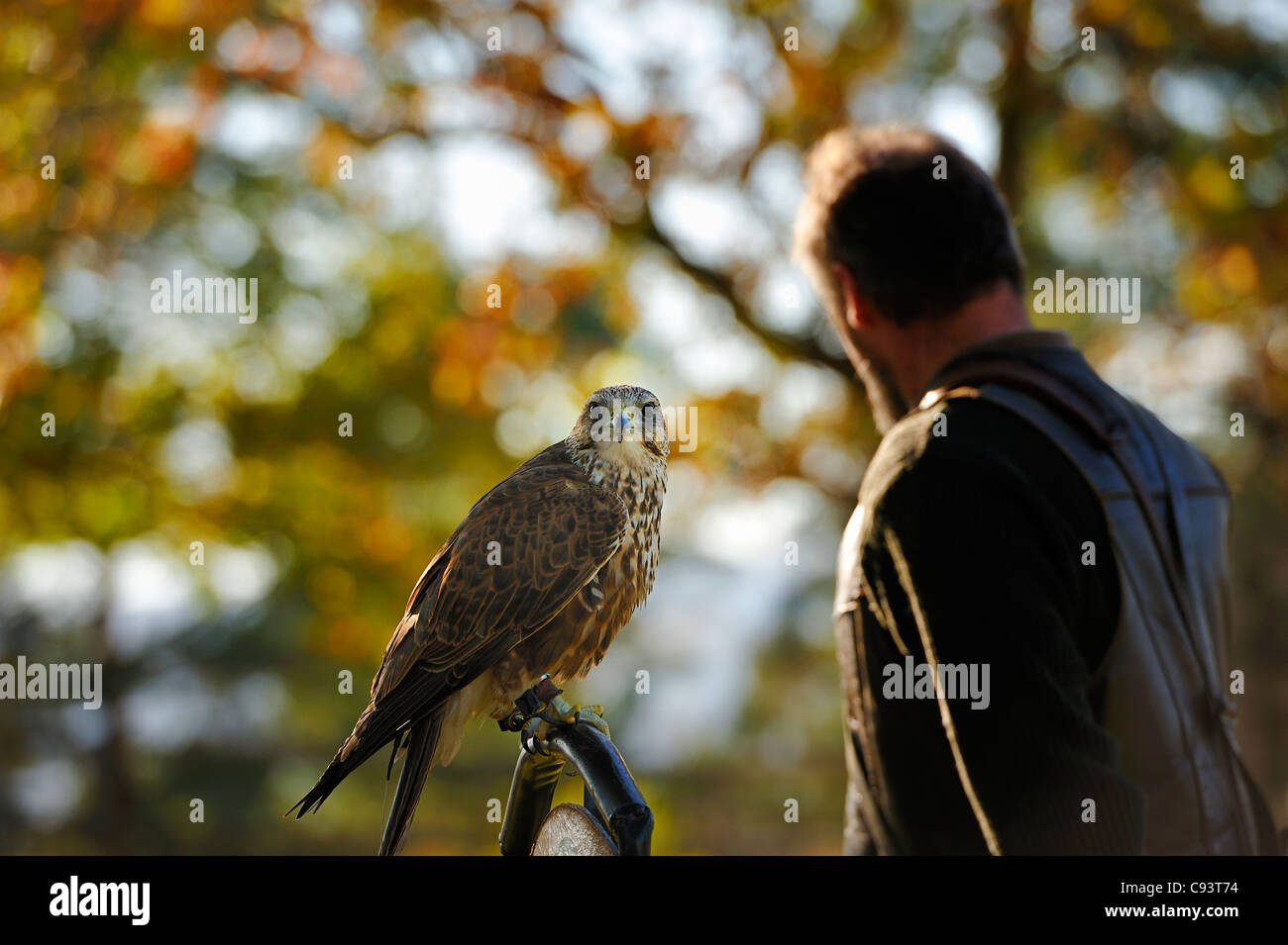 The falconer showing out falcon Stock Photo - Alamy