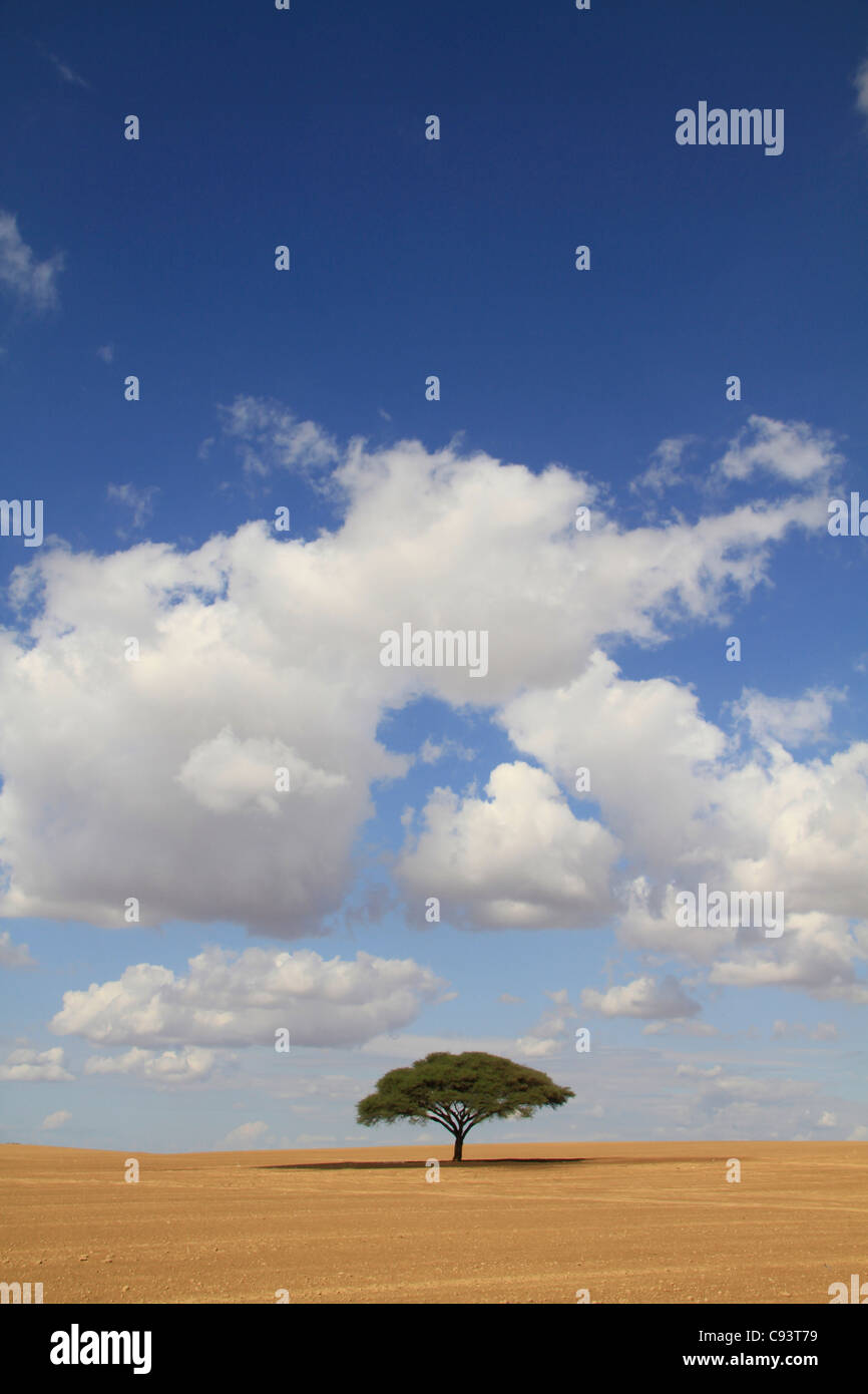 Israel, Acacia raddiana in the Northern Negev Stock Photo - Alamy