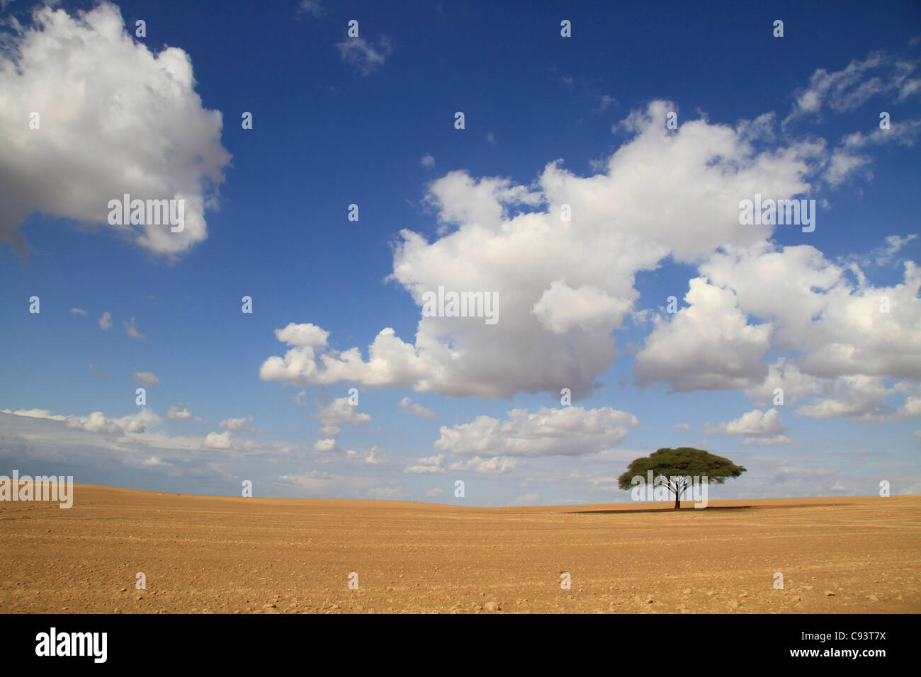 Israel, Acacia raddiana in the Northern Negev Stock Photo - Alamy