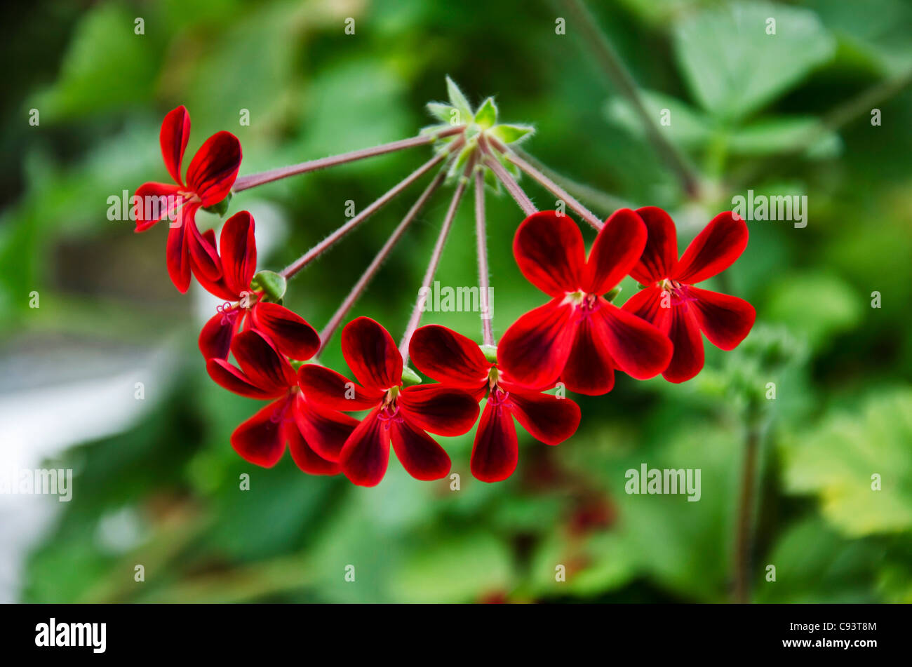 Starburst Flowers High Resolution Stock Photography and Images - Alamy