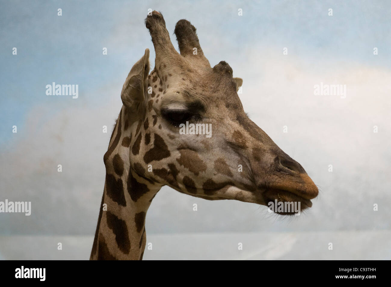 Head Shot of a giraffe Giraffa camelopardalis Stock Photo - Alamy