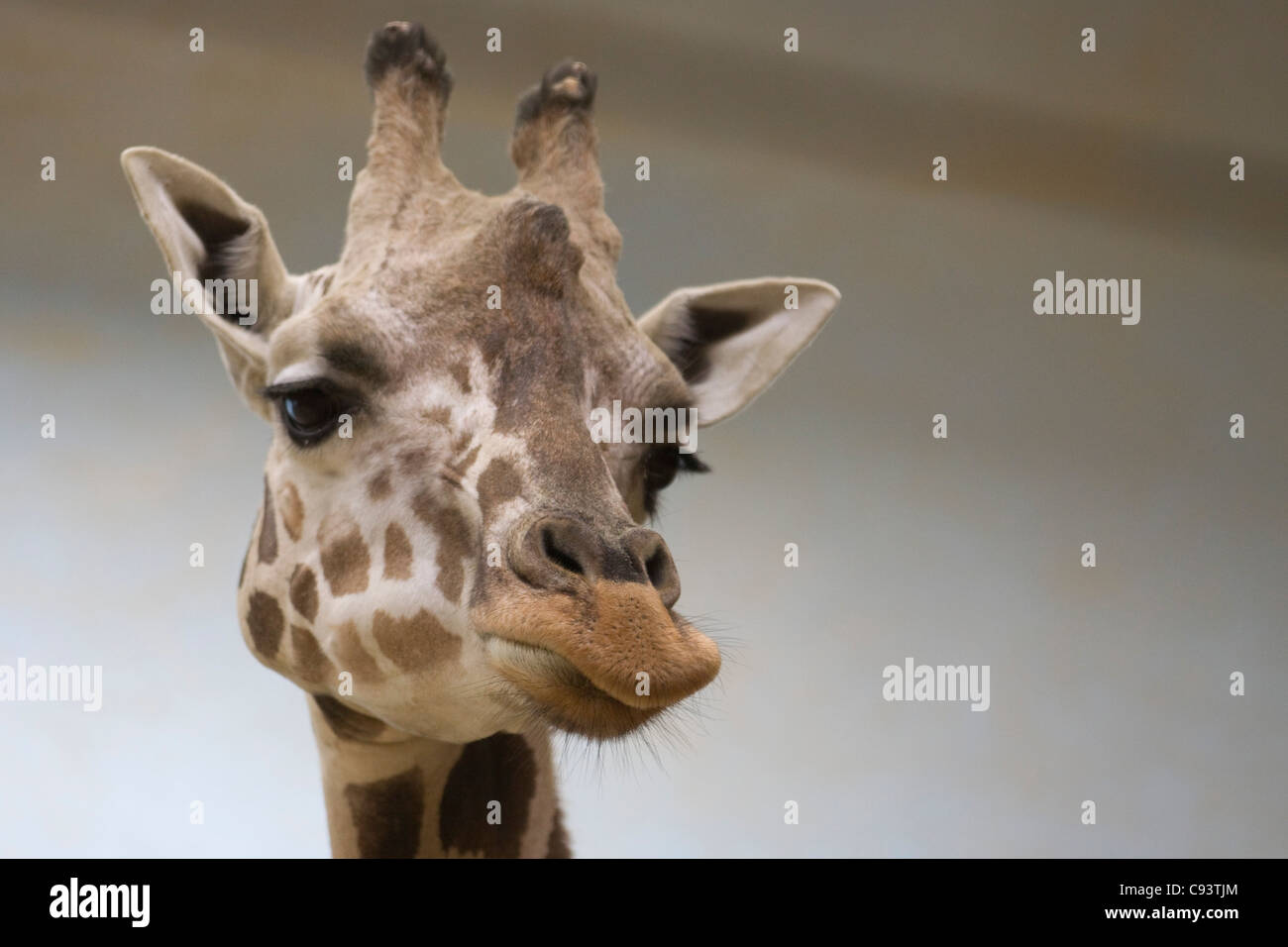 Head shot giraffe hi-res stock photography and images - Alamy