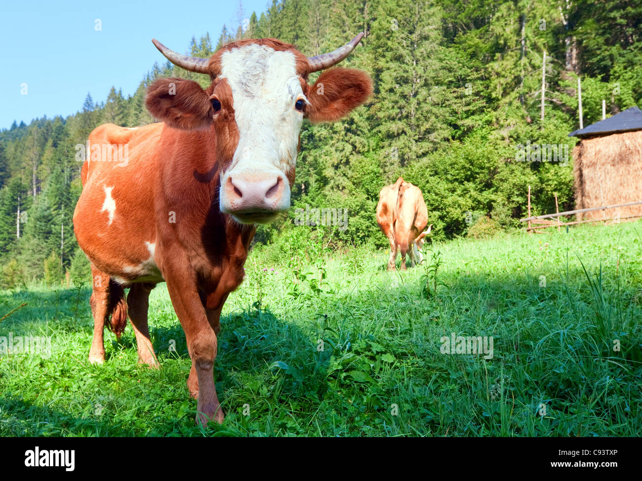 Haystack and cows on summer morning mountainside (Carpathian, Ukraine ...