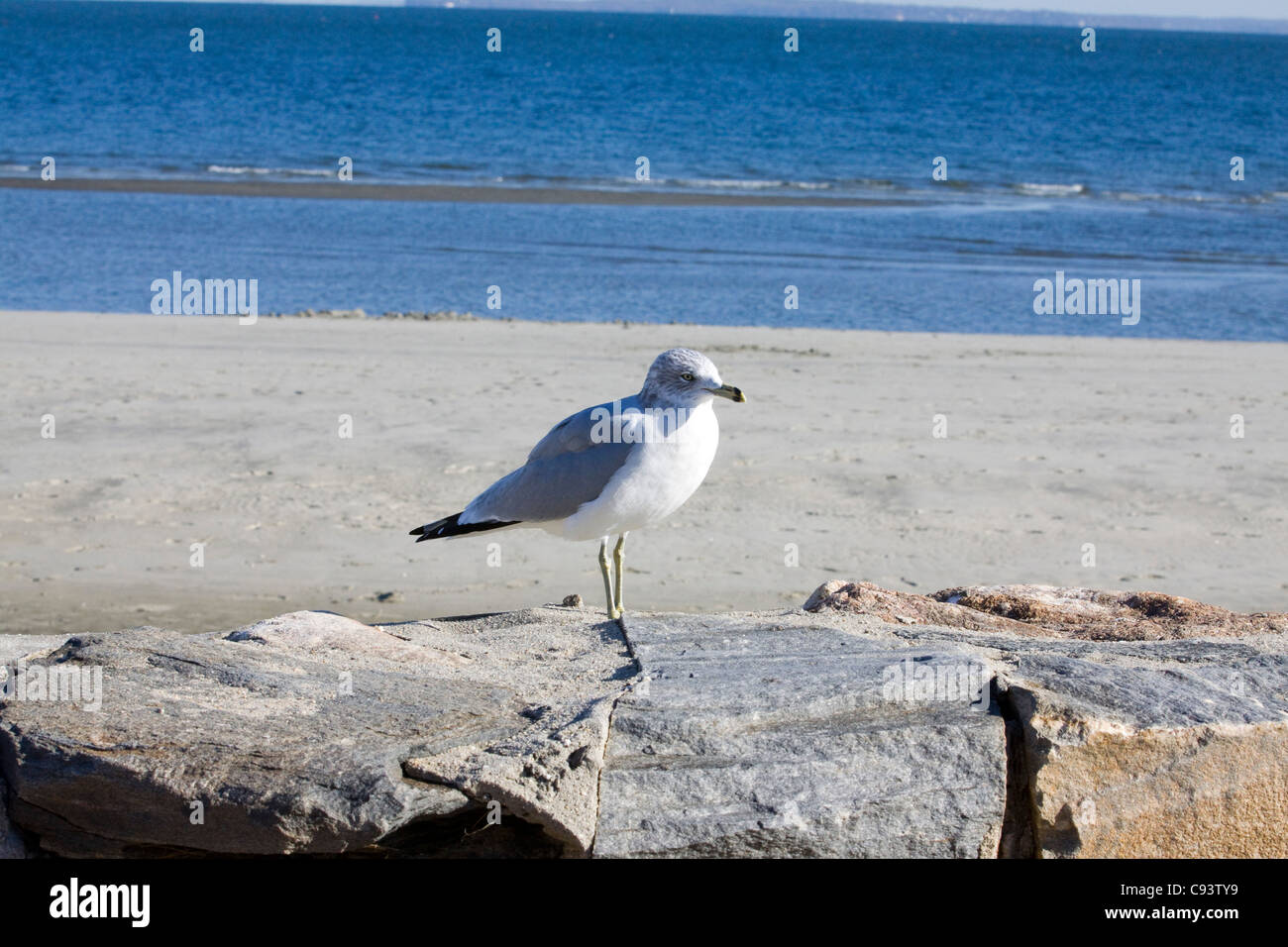 Boats seagull on beach hi-res stock photography and images - Alamy