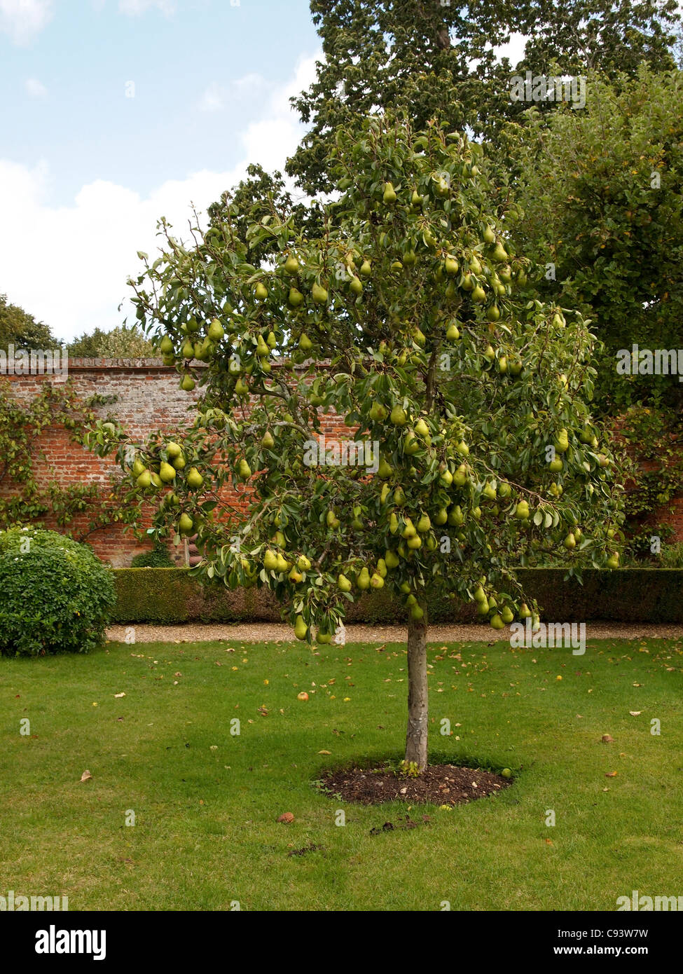 A lone pear tree loaded with fruit set against a red brick garden wall ...