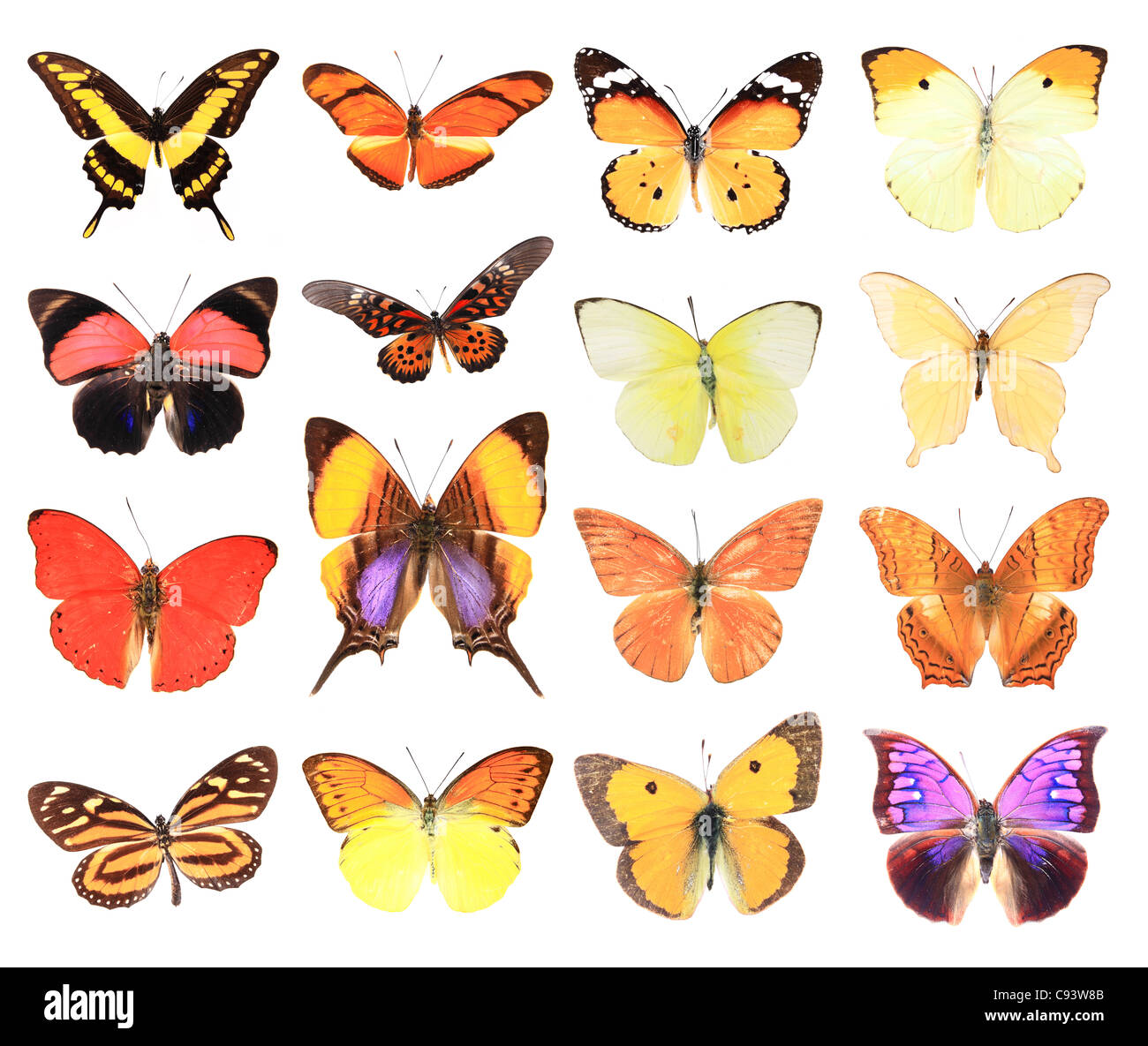 Many of the butterflies isolated on a white background Stock Photo - Alamy