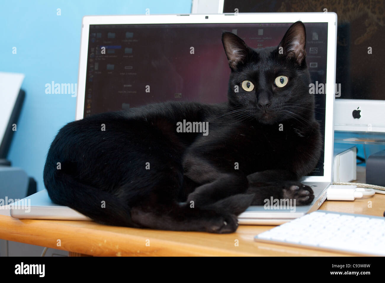 black cat on a mac laptop Stock Photo - Alamy
