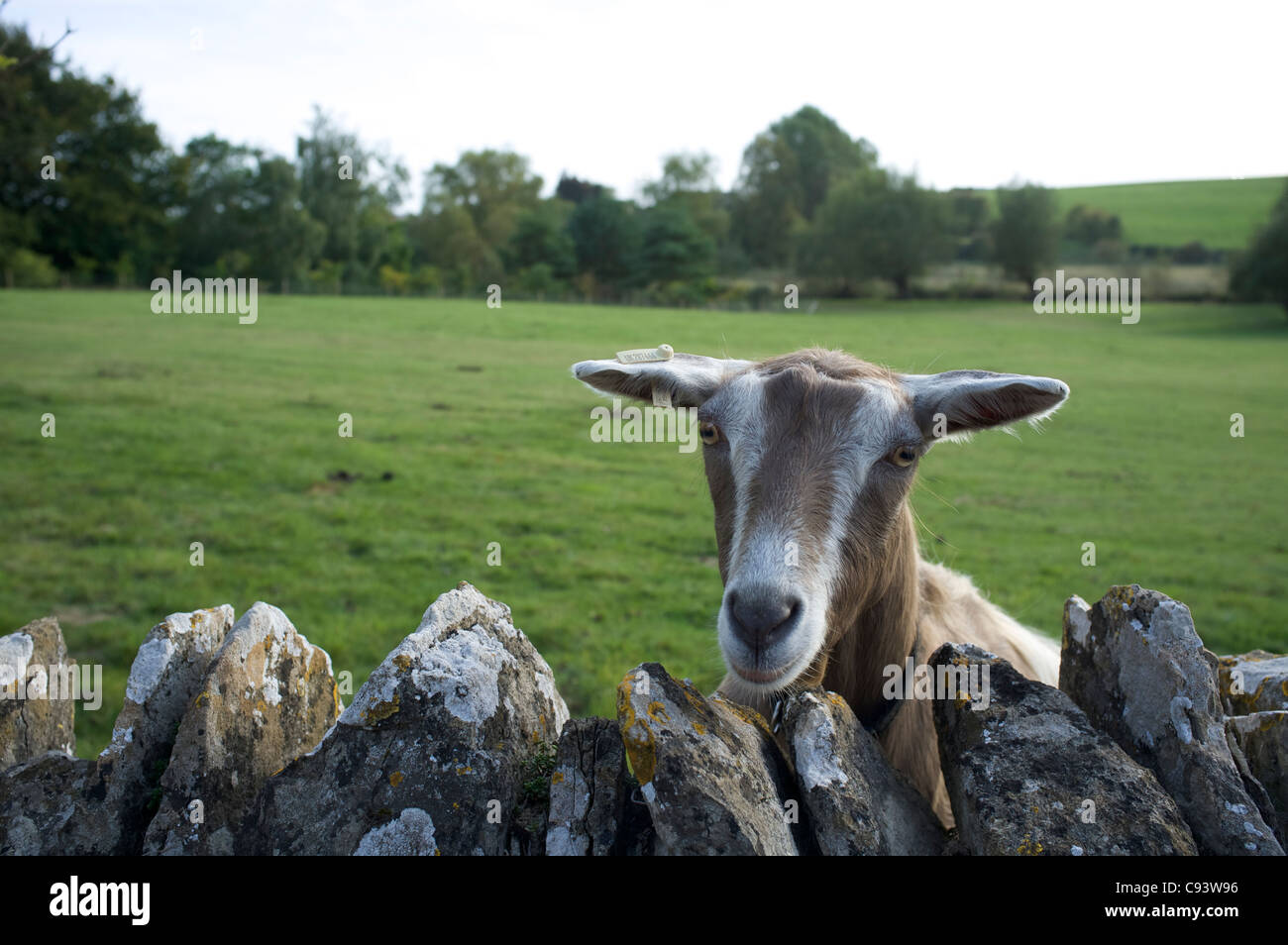 Goat Wall High Resolution Stock Photography and Images - Alamy