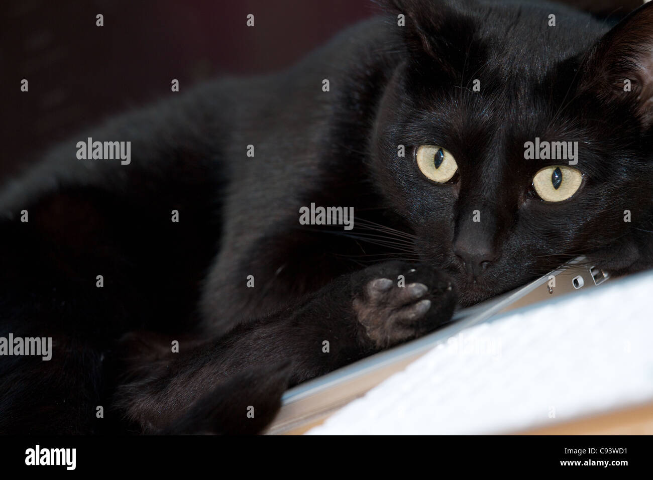 black cat on a mac laptop Stock Photo - Alamy