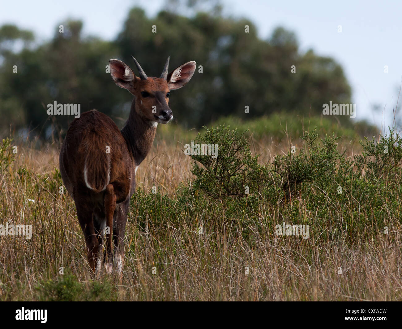 Grey Rhebok, Pelea Carpreolus Stock Photo - Alamy