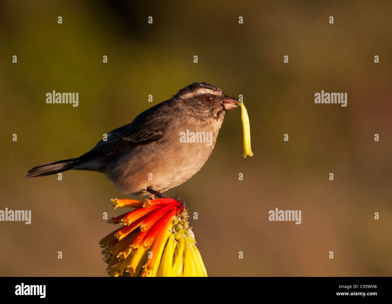 Streaky-Headed Seedeater, Crithagra gularis feeding Stock Photo - Alamy