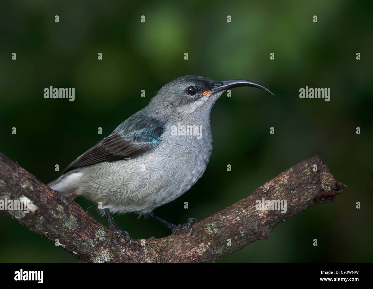 Grey Sunbird, Cyanomitra Veroxii Stock Photo - Alamy