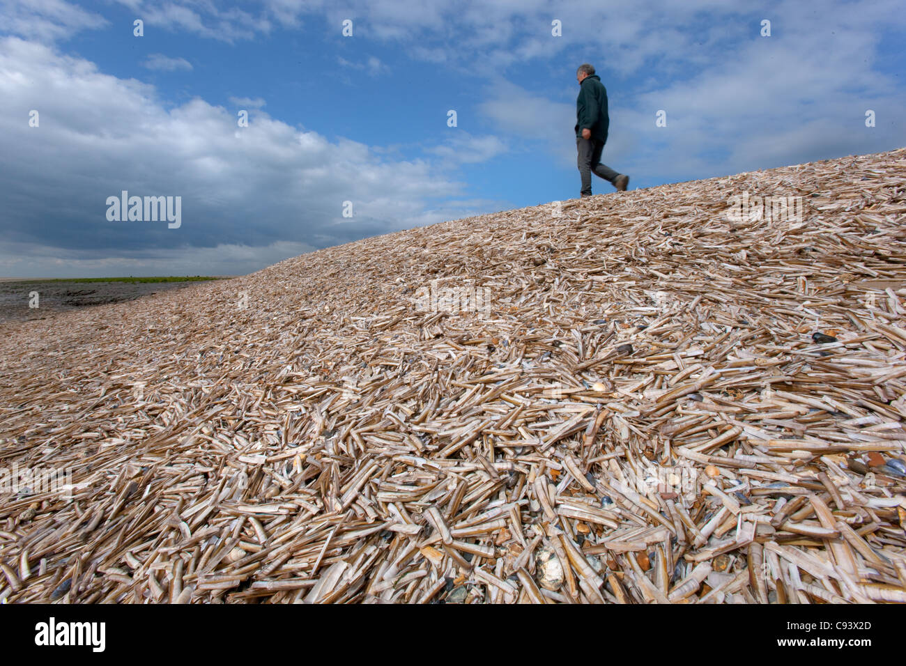 A mass of stranded Razor Shell Ensis siliqua on Thornham Creek ...