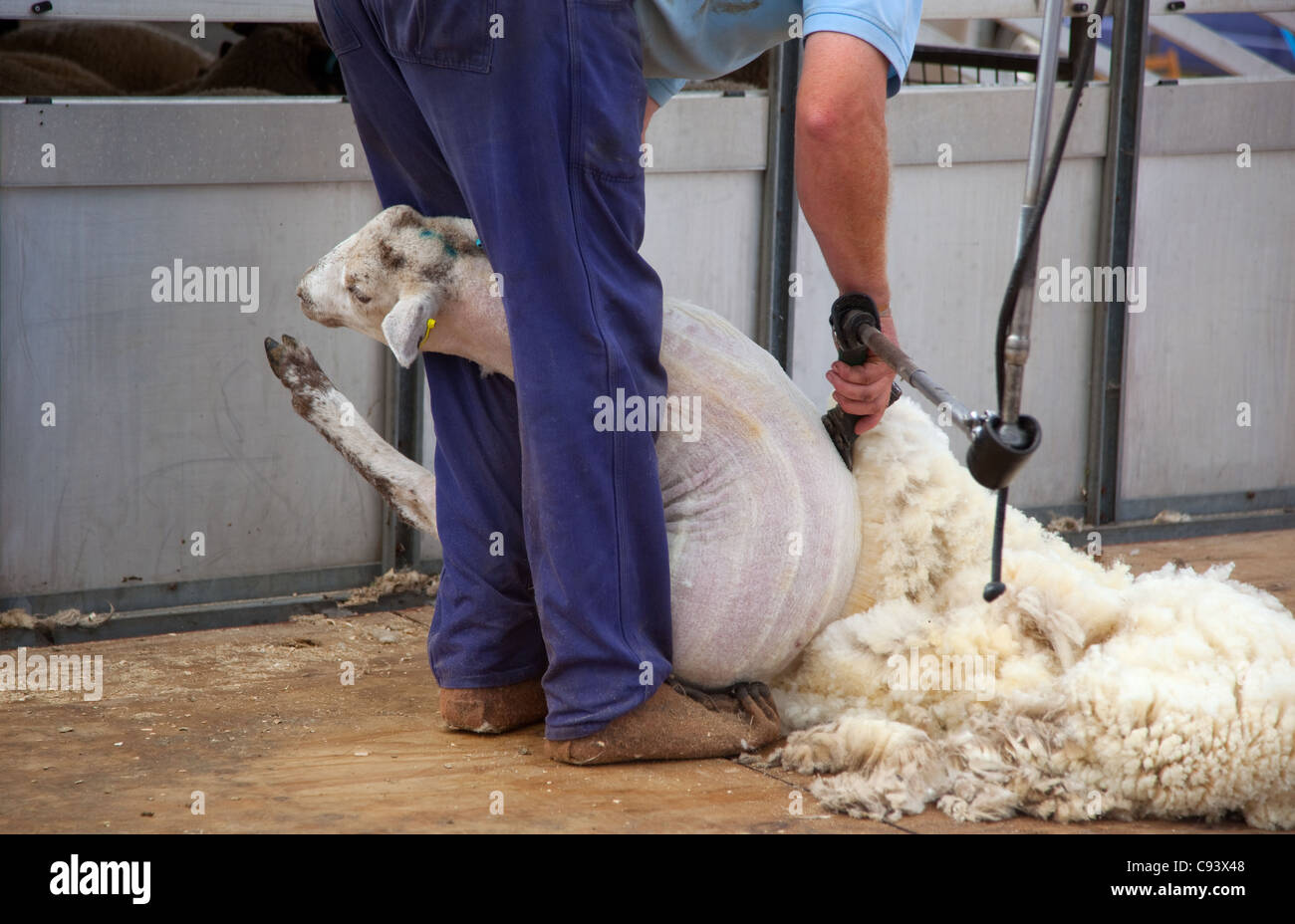 Sheep shearing demonstration at country show Stock Photo - Alamy