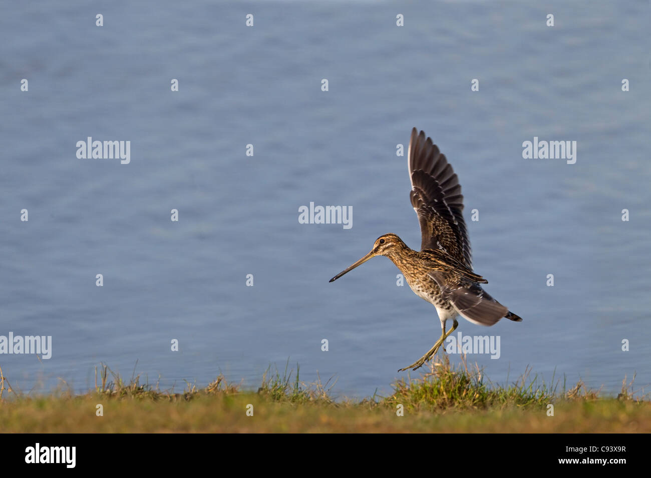 Common Snipe Gallinago gallinago in flight at waters edge Stock Photo ...