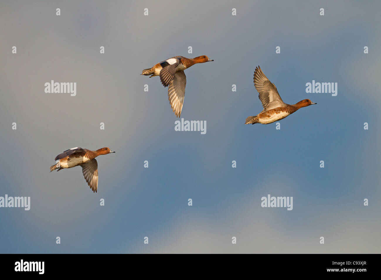 Wigeon Anas penelope flock feeding winter at Titchwell RSPB reserve ...