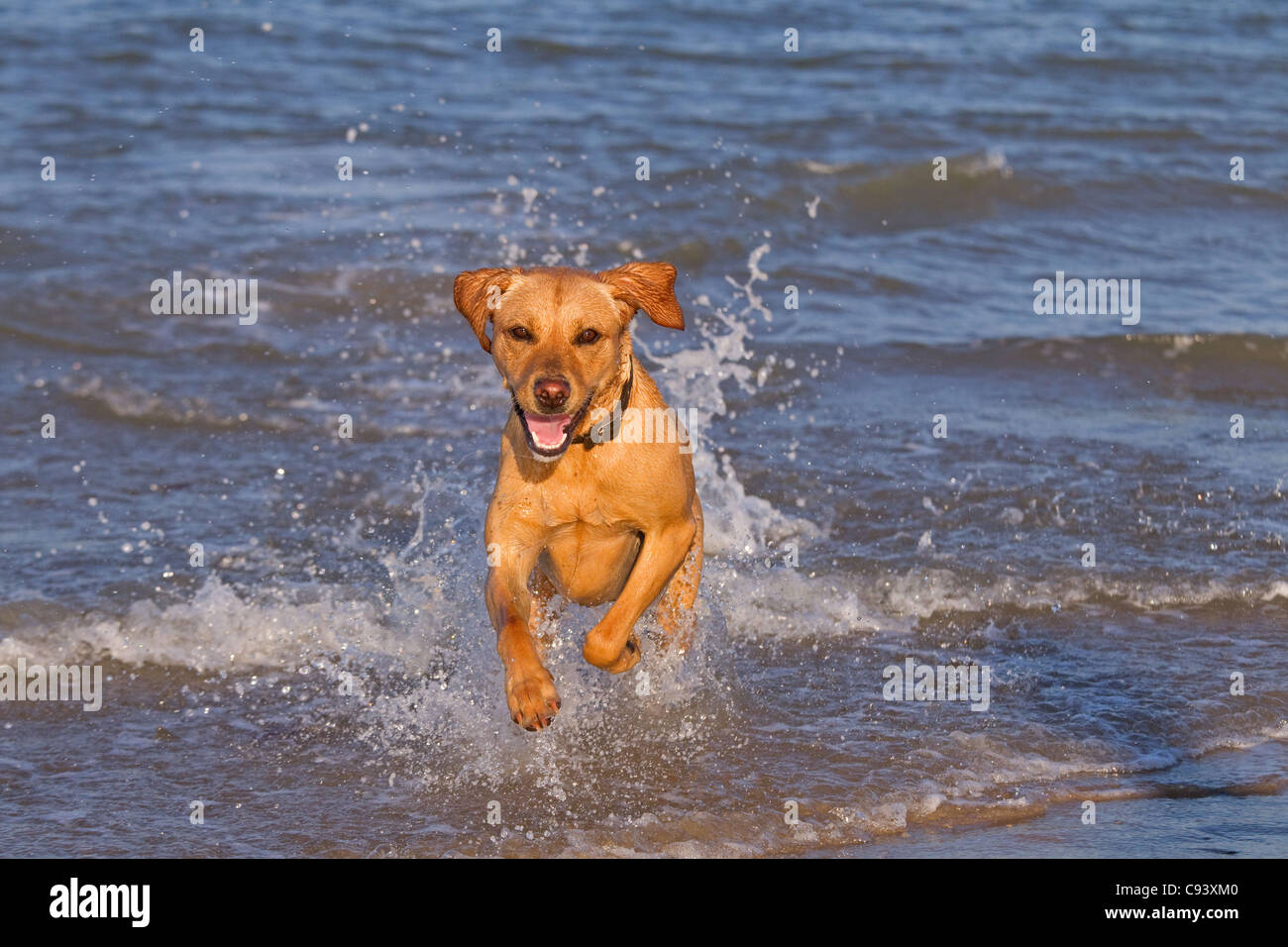 Yellow Labrador running through breaking waves on the north Norfolk ...