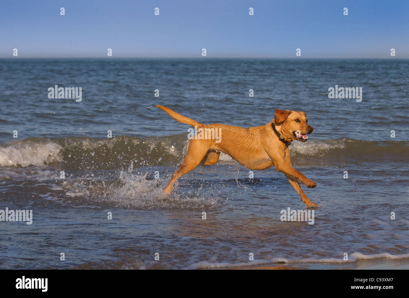 Yellow Labrador running through breaking waves on the north Norfolk ...
