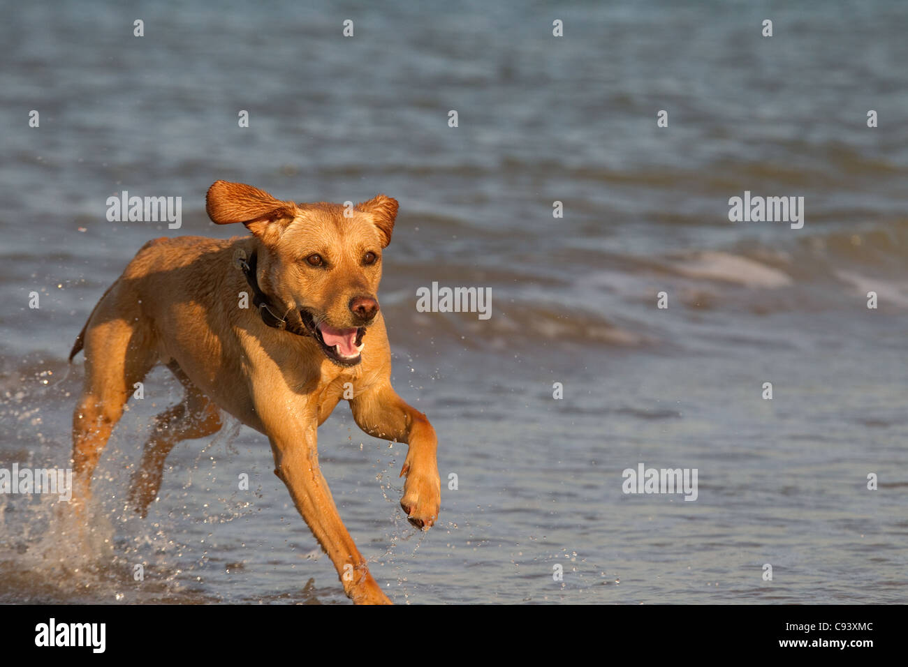 Yellow labrador retriever running through water hi-res stock ...