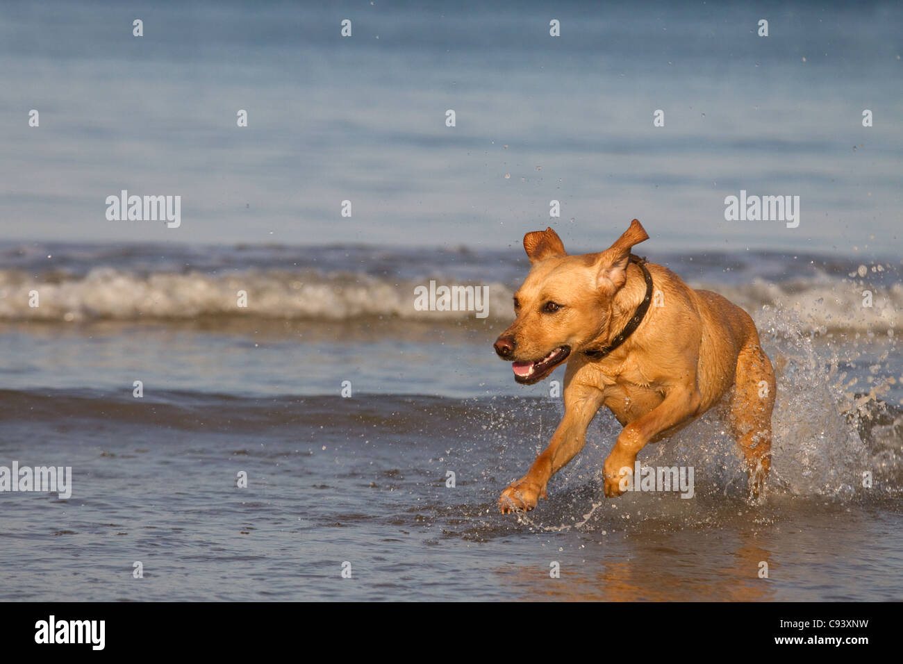 Yellow Labrador running through breaking waves on the north Norfolk ...