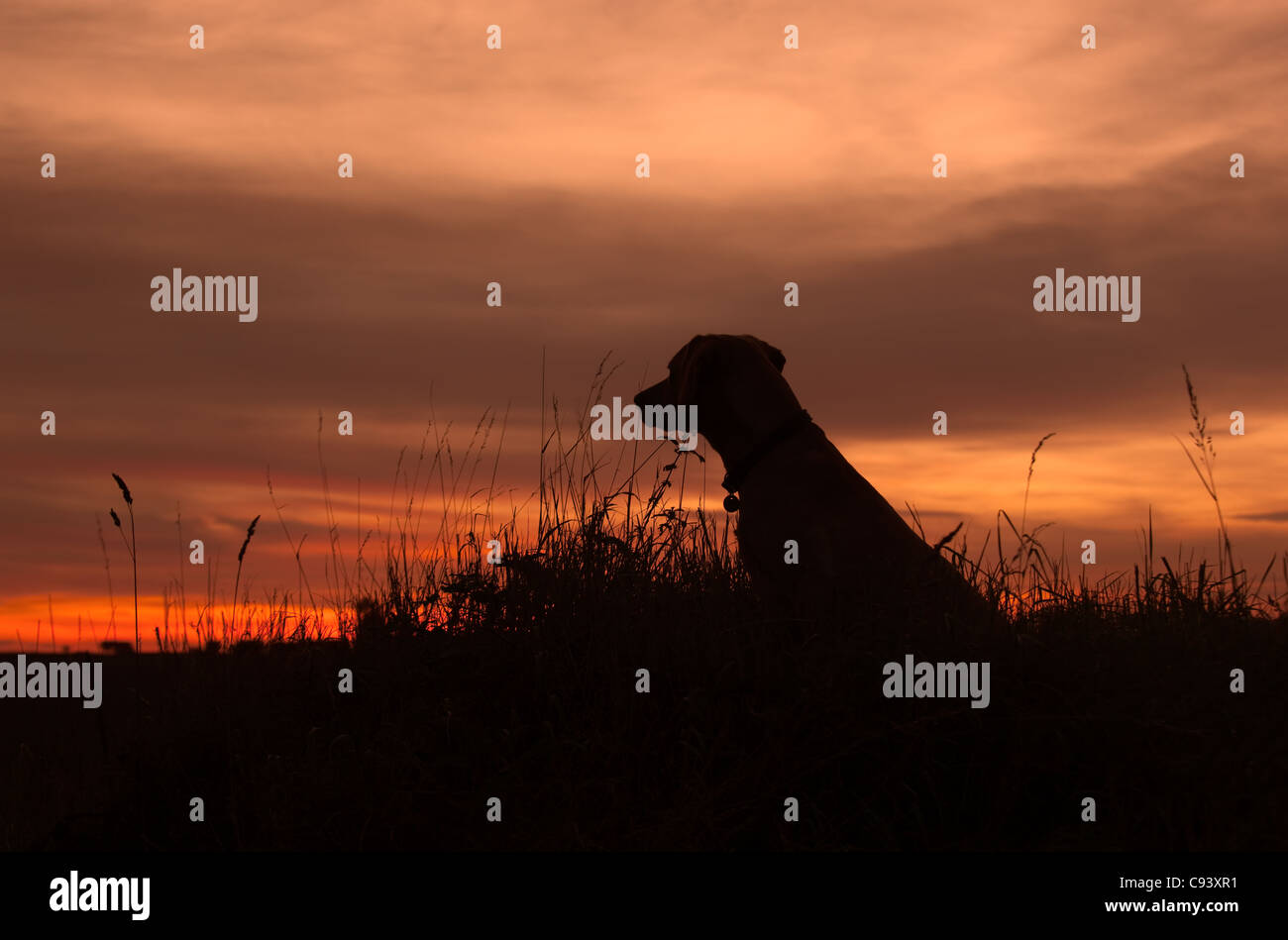 Yellow Labrador at sunset Stock Photo - Alamy