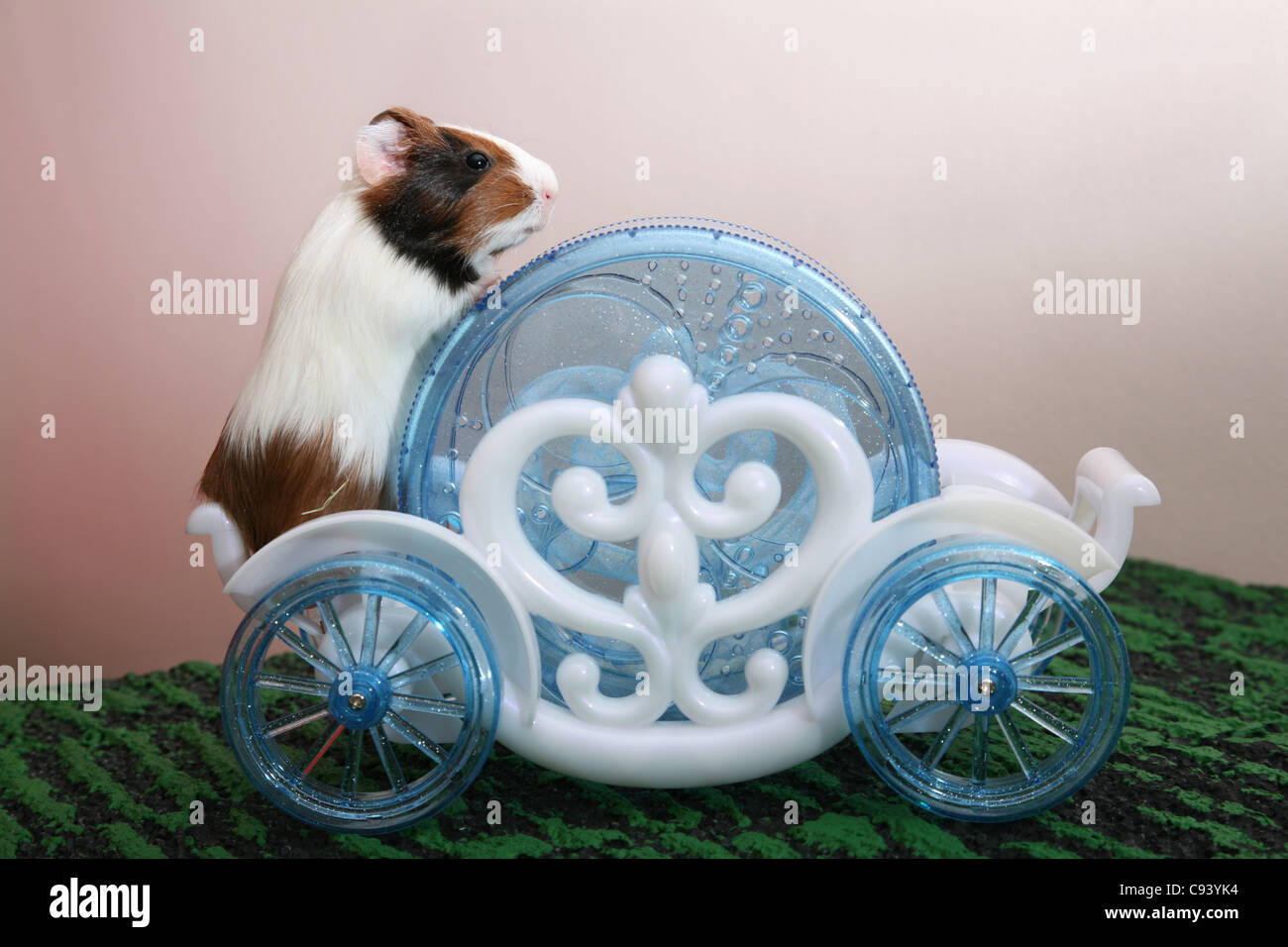 Guinea pig (Cavia porcellus Stock Photo - Alamy