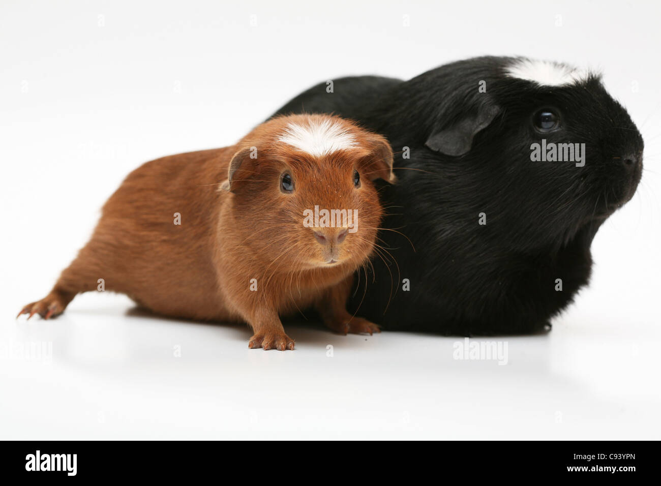 Guinea pig (Cavia porcellus Stock Photo - Alamy