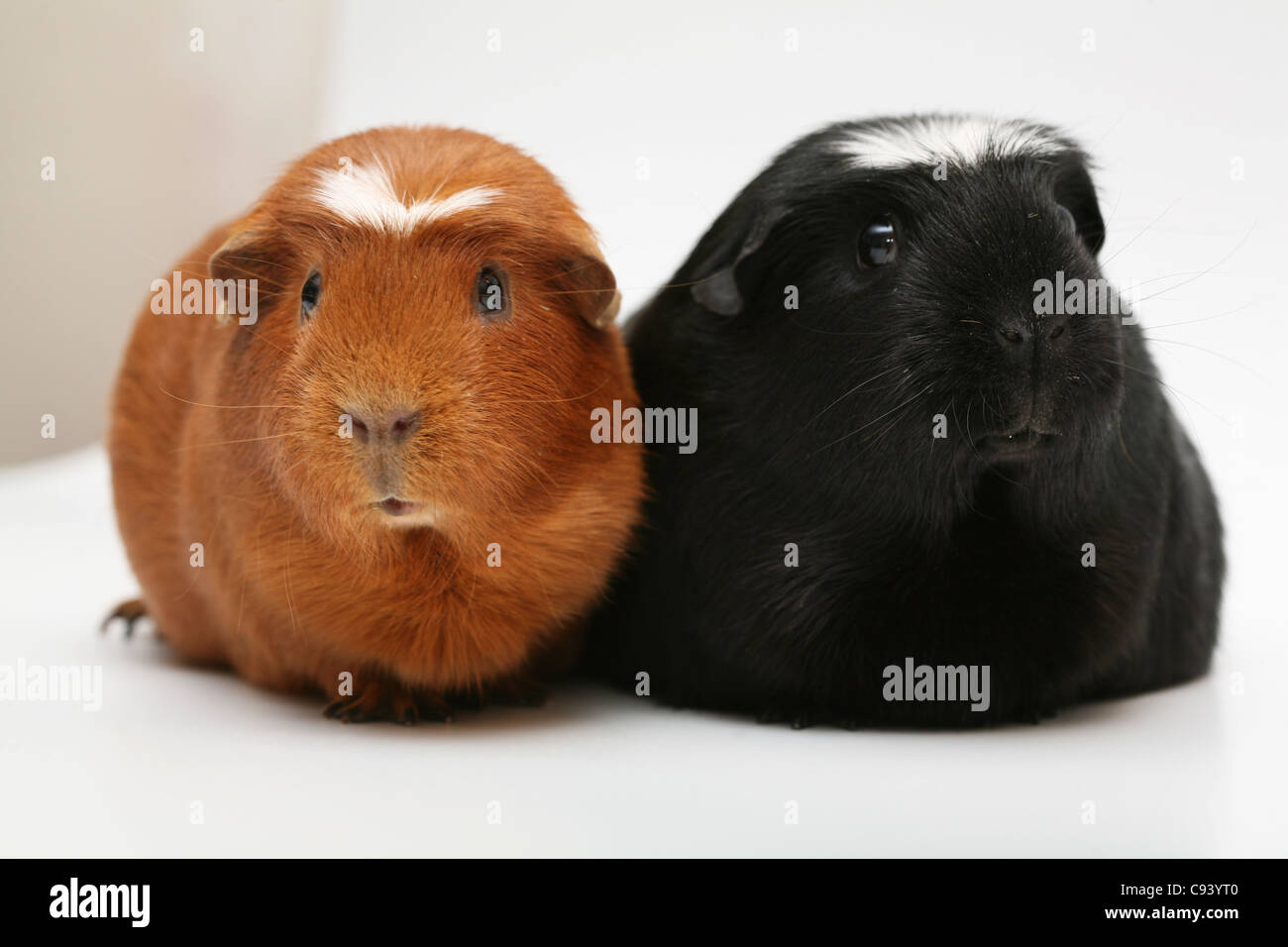 Guinea pig (Cavia porcellus Stock Photo - Alamy