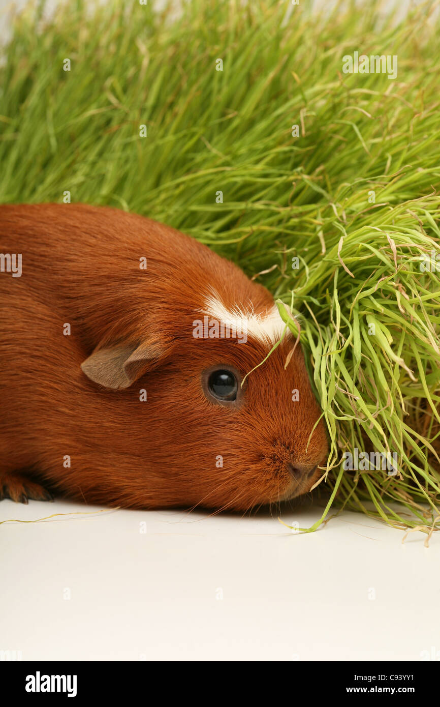 Guinea pig (Cavia porcellus Stock Photo - Alamy