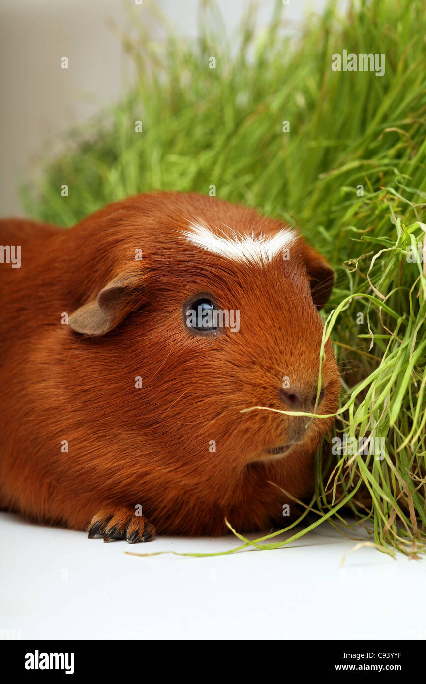 Guinea pig (Cavia porcellus Stock Photo - Alamy