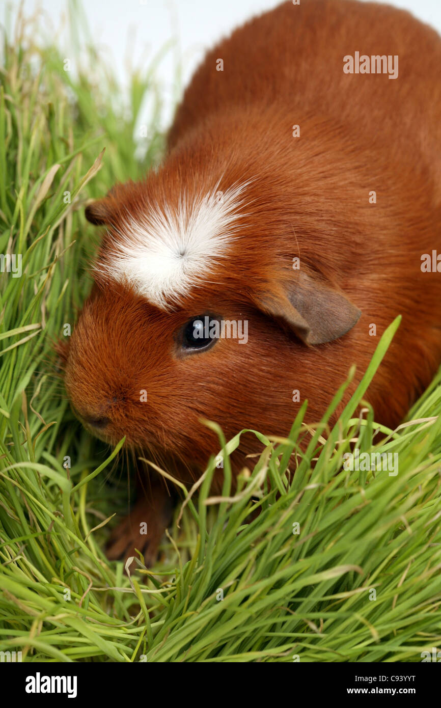 Guinea pig (Cavia porcellus Stock Photo - Alamy