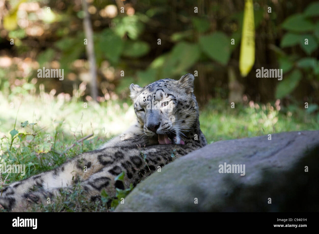 Snow leopard habitat hi-res stock photography and images - Alamy