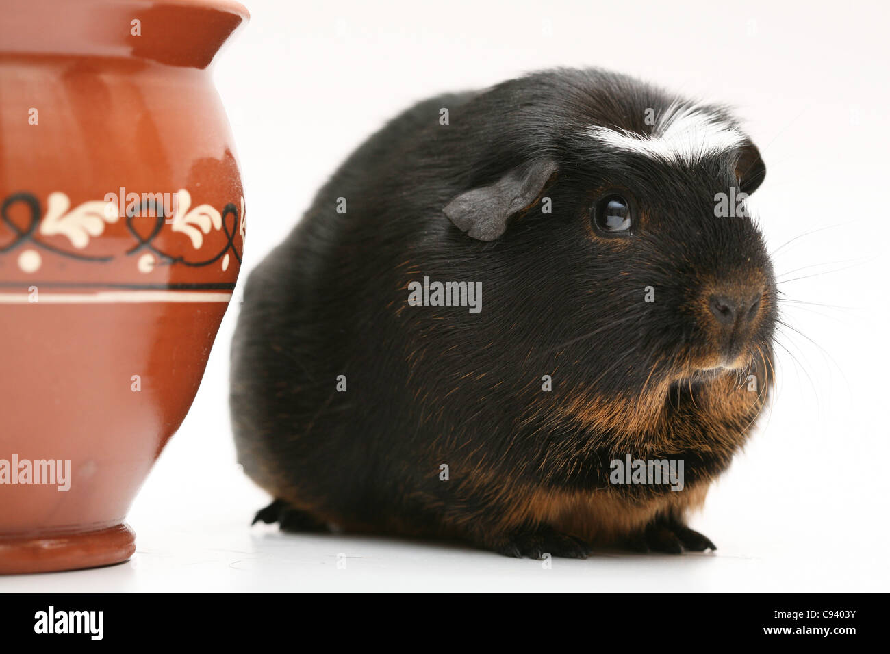 Guinea pig (Cavia porcellus Stock Photo - Alamy