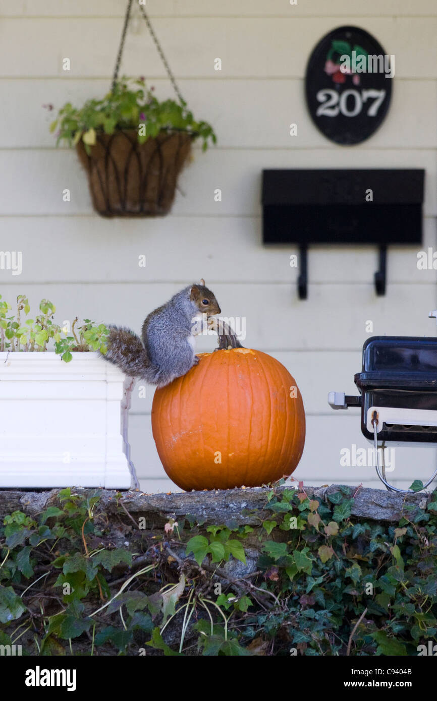 A Grey Squirrel Sciuridae tucking into a Winter Squash in Connecticut ...