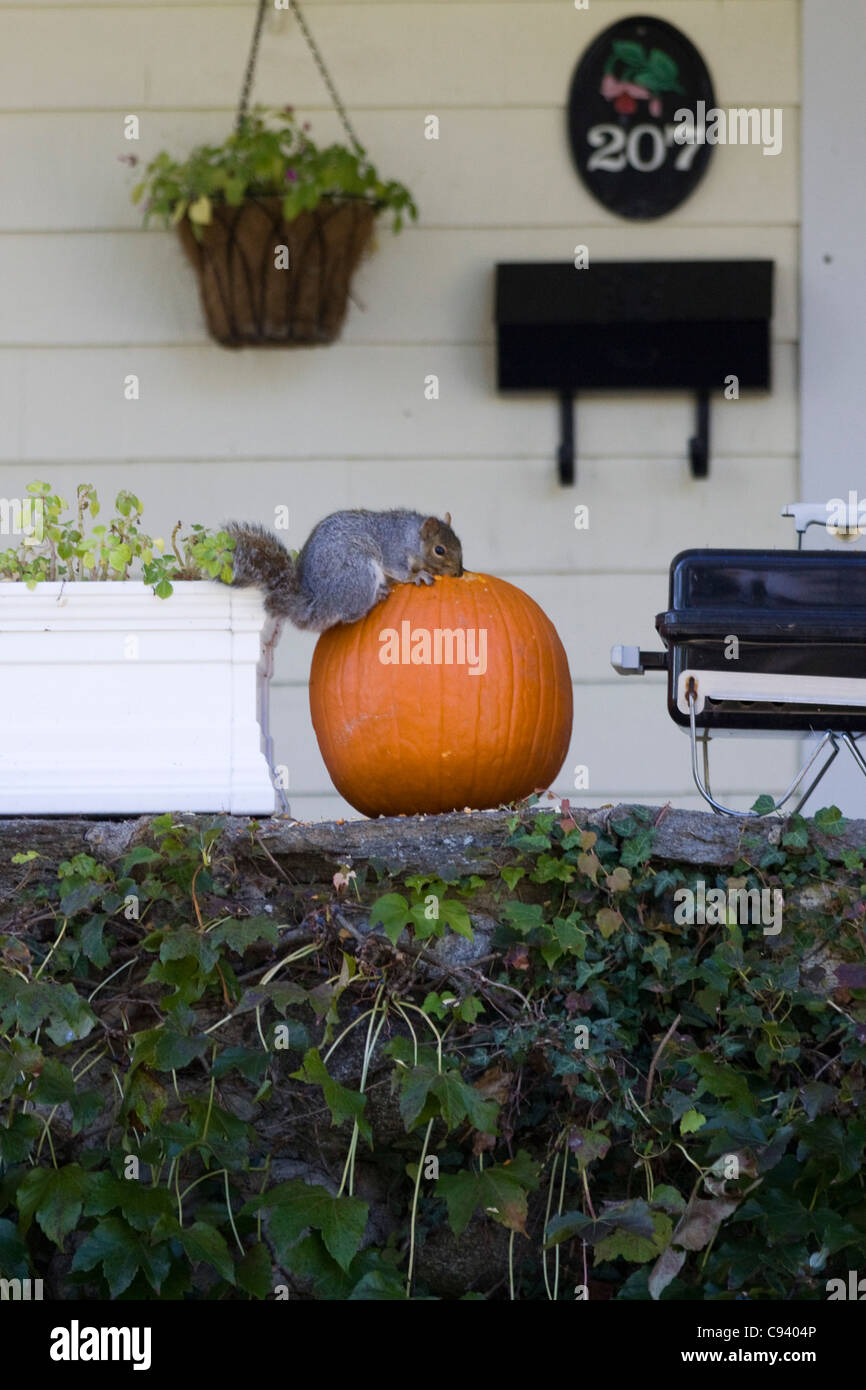 A Grey Squirrel Sciuridae tucking into a Winter Squash in Connecticut ...