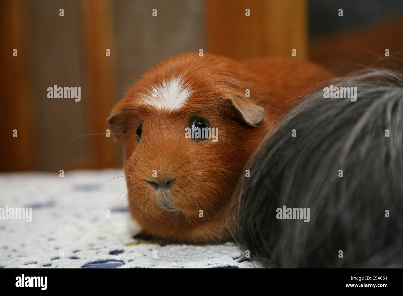 Guinea pig (Cavia porcellus Stock Photo - Alamy