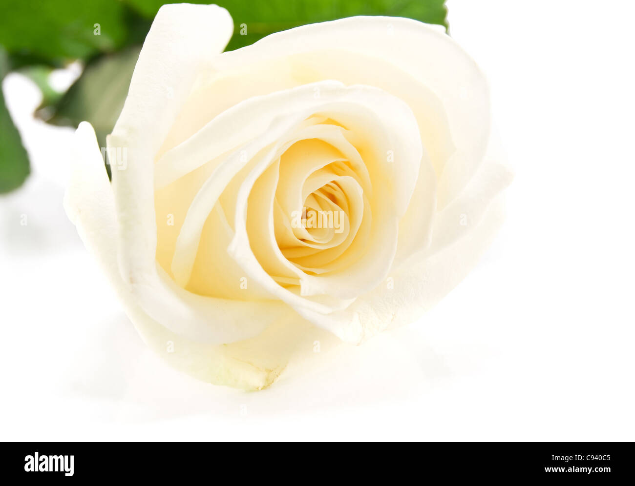 white rose is isolated on a white background Stock Photo - Alamy