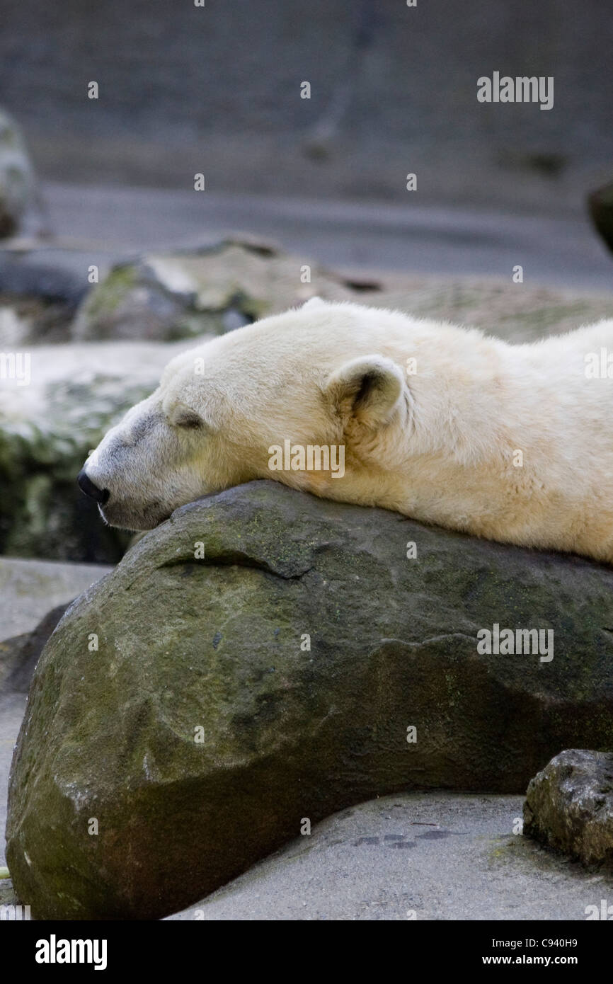 A Polar Bear chilling out on his rock Ursus maritimus Stock Photo - Alamy